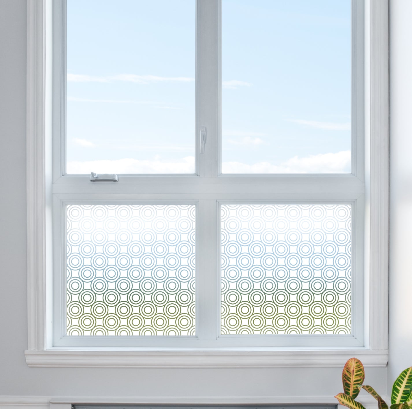 Circle Outline Spots Privacy Frosted Window Film